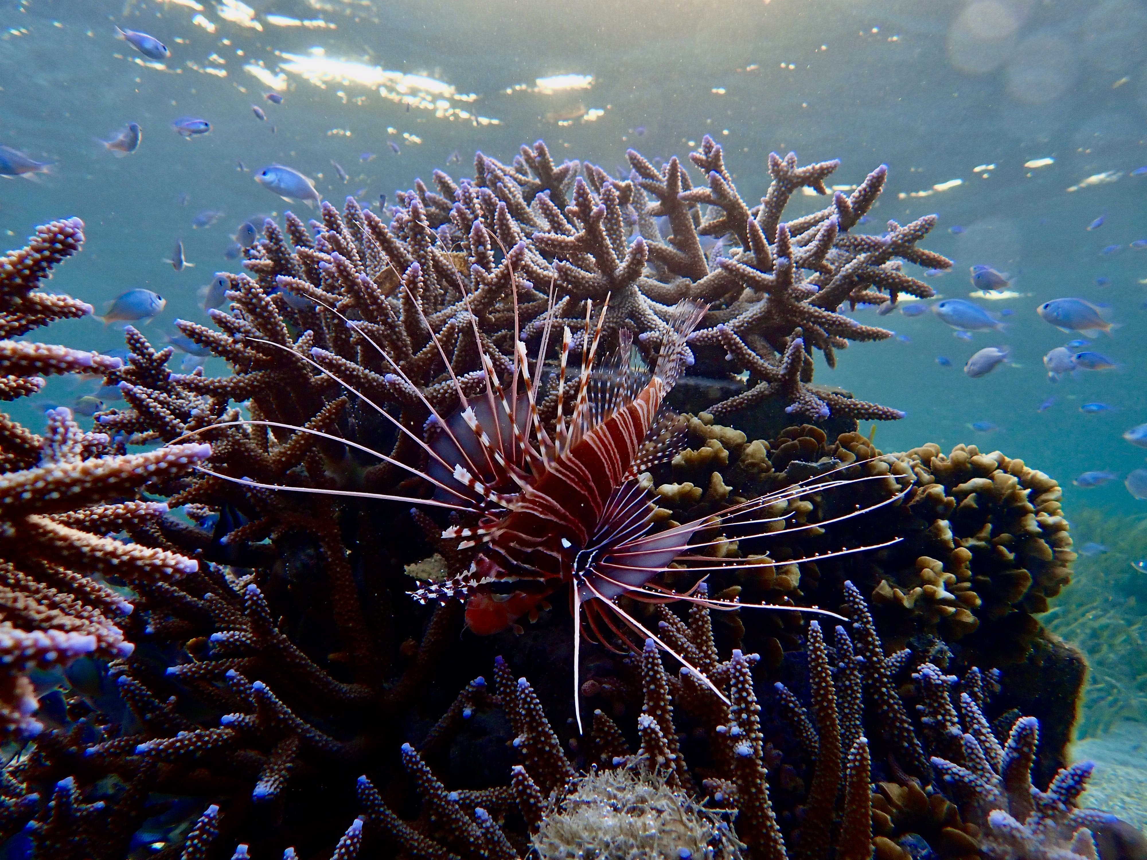 Restoring reef ecosystems for enhanced Livelihoods