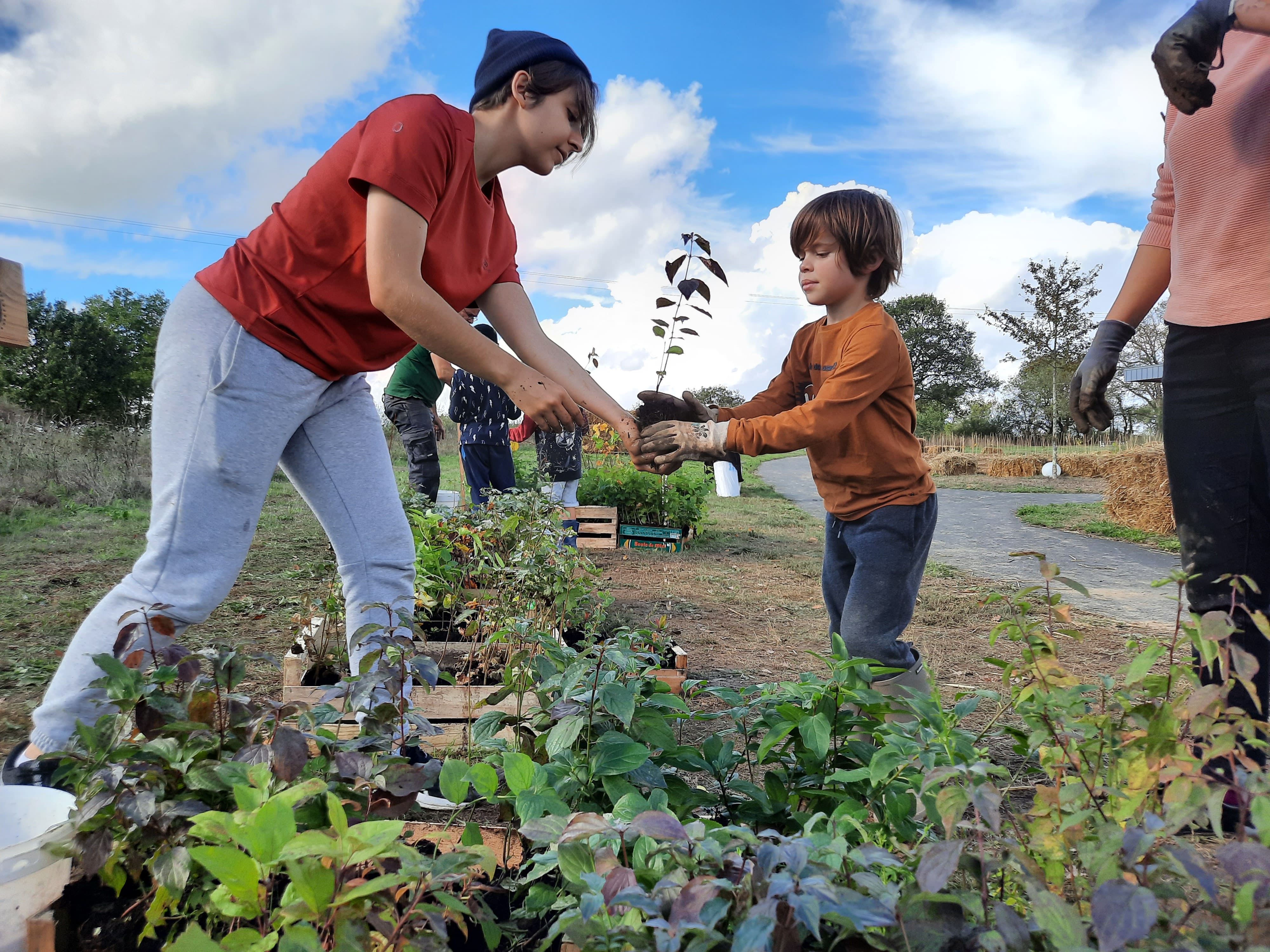 Plantar bosques urbanos en la escuela